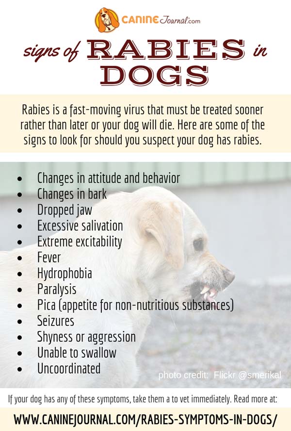 Rabies Symptoms In Dogs – CanineJournal.com Rabies Symptoms In Dogs – CanineJournal.com