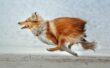 How Fast Can A Dog Run? Average Dog Speed, Fastest Breeds & More