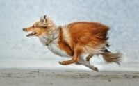 How Fast Can A Dog Run? Average Dog Speed, Fastest Breeds & More