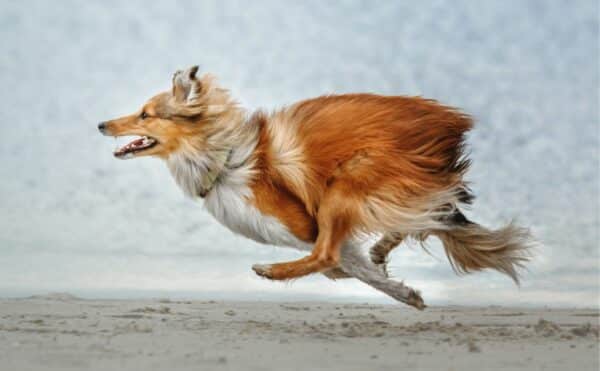 How Fast Can A Dog Run? Average Dog Speed, Fastest Breeds & More