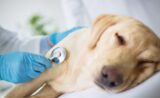 Syncope In Dogs: Symptoms, Causes, Treatment & More - Canine Journal
