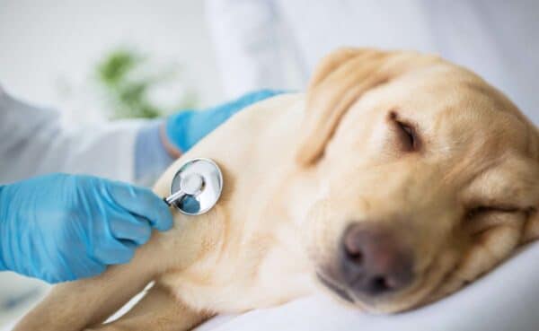 Syncope In Dogs: Symptoms, Causes, Treatment & More - Canine Journal