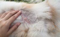 Dog Lice Are More Common Than You Think - Here’s How To Spot & Stop Them