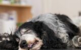 Acepromazine For Dogs: Side Effects, Dosage, How To Use & More