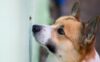 Dog Got Stung? What Every Owner Must Do In The First 60 Minutes
