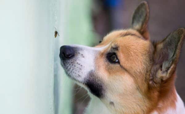 Dog Got Stung? What Every Owner Must Do In The First 60 Minutes