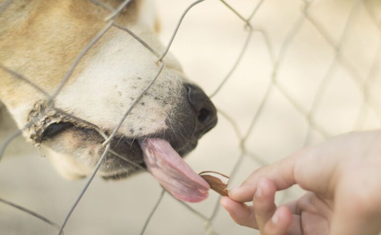 Can Dogs Eat Almonds? Don’t Go Nuts Just Yet! - Canine Journal