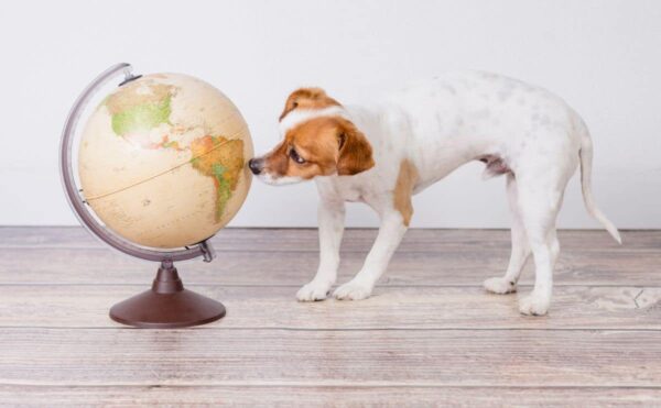 How Many Dogs Are In The World? Population By Country - Canine Journal