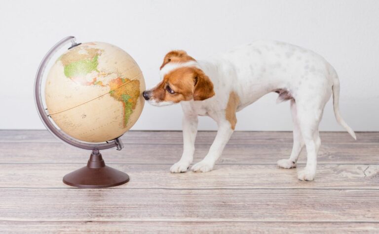 How Many Dogs Are In The World? Population By Country - Canine Journal