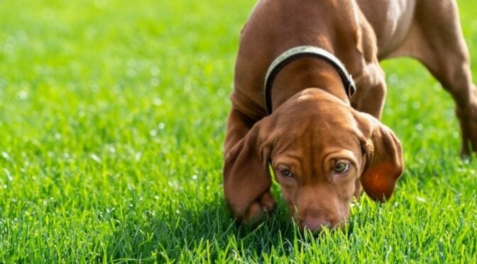 Why Do Dogs Sniff? What Your Pup’s Nose Knows That You Don’t - Canine ...