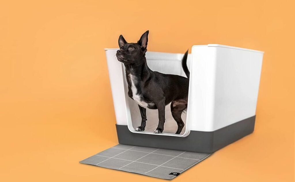 Best Dog Litter Boxes & Other Indoor Dog Potty Options - Canine Journal