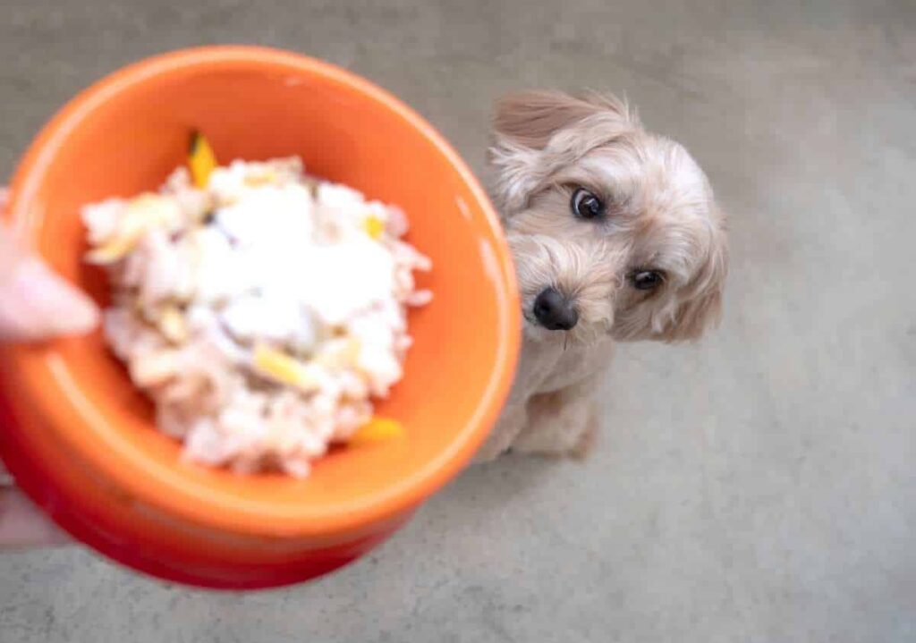 Can Dogs Eat Nectarines What Happens If My Dog Eats One Canine Journal can-dogs-eat-nectarines-what-happens-if-my-dog-eats-one-canine-journal