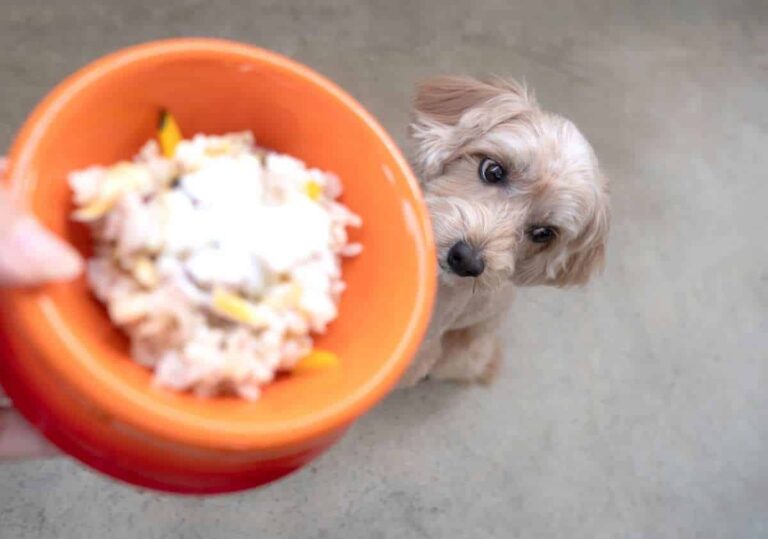 Pumpkin Puree For Dogs: Benefits, Recipes, Our Experience & More