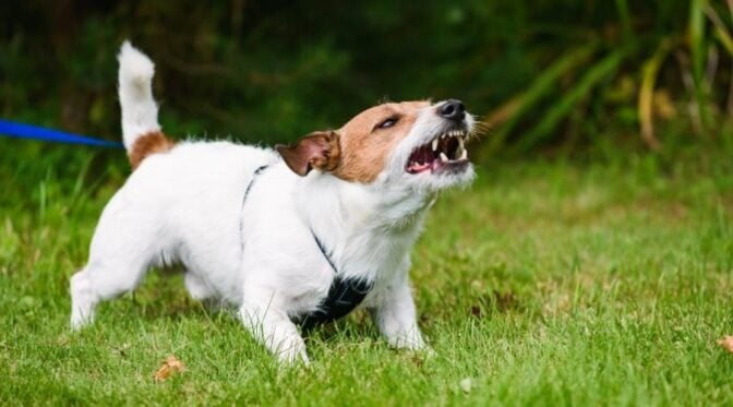 Dog Body Language: The Hidden Messages Revealed