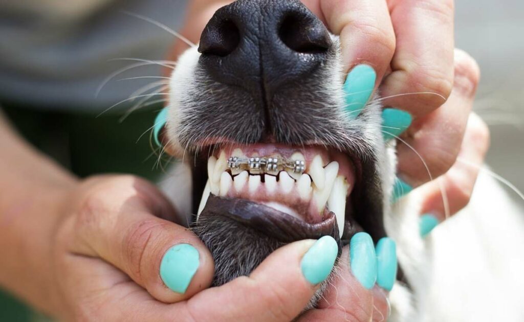 Can Dogs Get Braces On Their Teeth? - Canine Journal