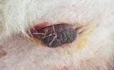Testicular Cancer In Dogs: Symptoms, Treatment, Prevention & More
