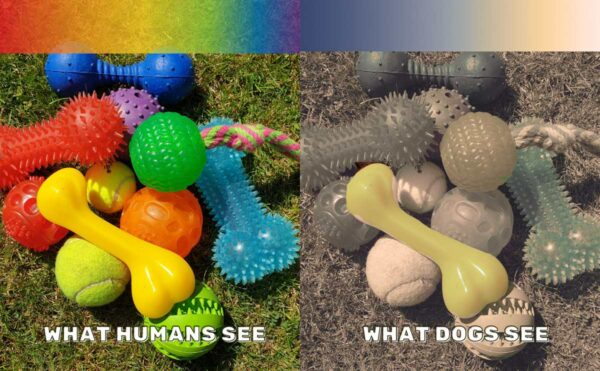 Can Dogs See Color? Are Dogs Color Blind? - Canine Journal