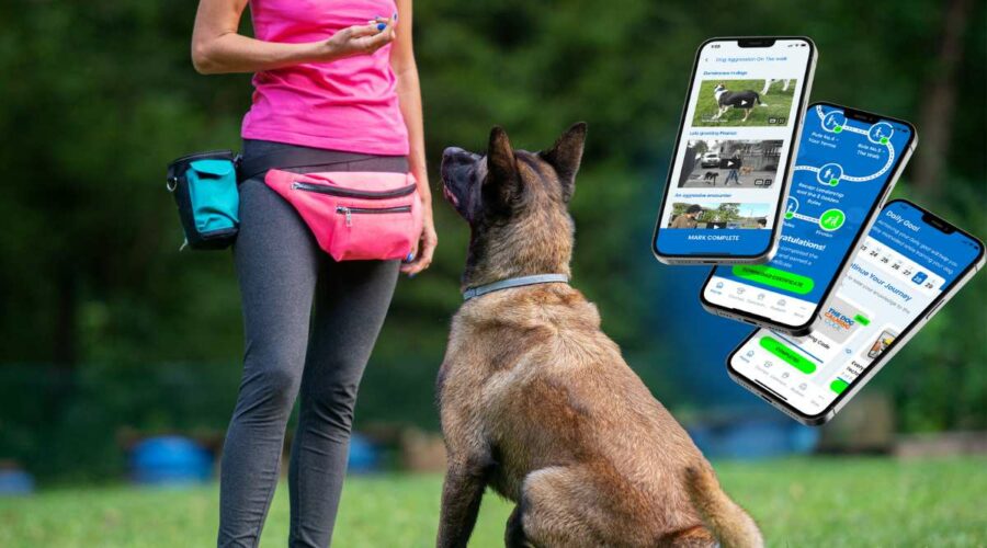 2025 Dog Trends: 15 Hottest Predictions On What's Next For Pups ...