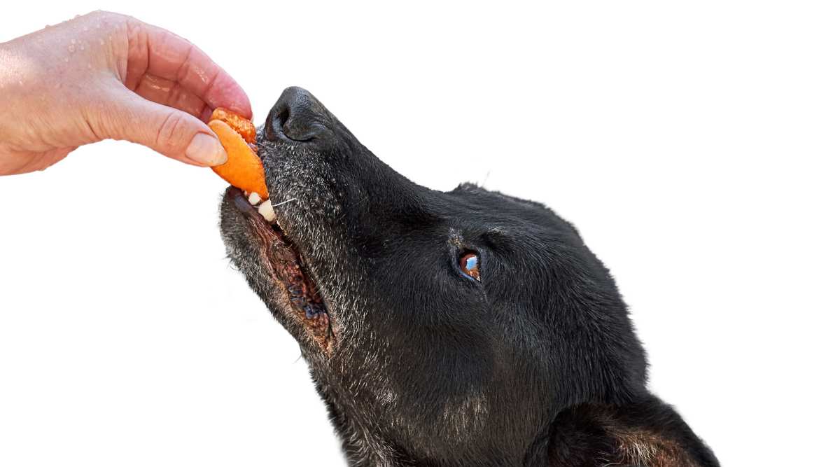 Chipin Breed Information: Min Pin Chihuahua Mix Facts, Traits, Pictures ...