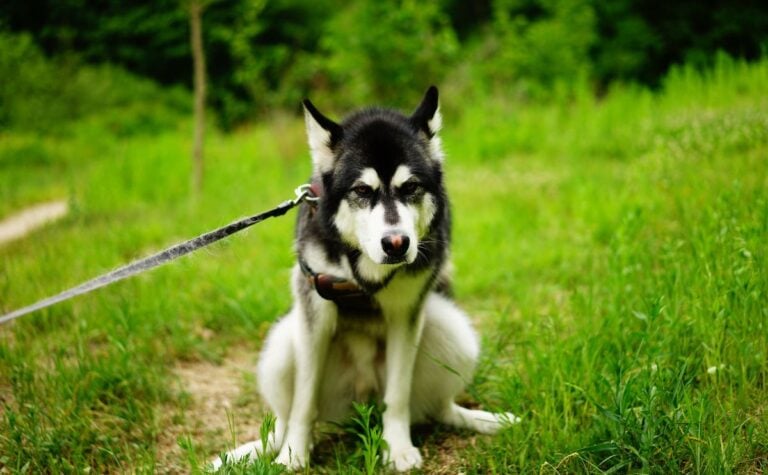 The Poop Loop: Why Your Dog Must Spin Before They Go