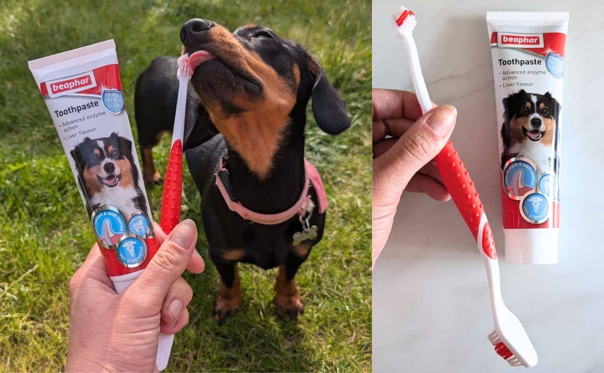5 Steps To Brushing Your Dog's Teeth (A Complete Guide) - Canine Journal