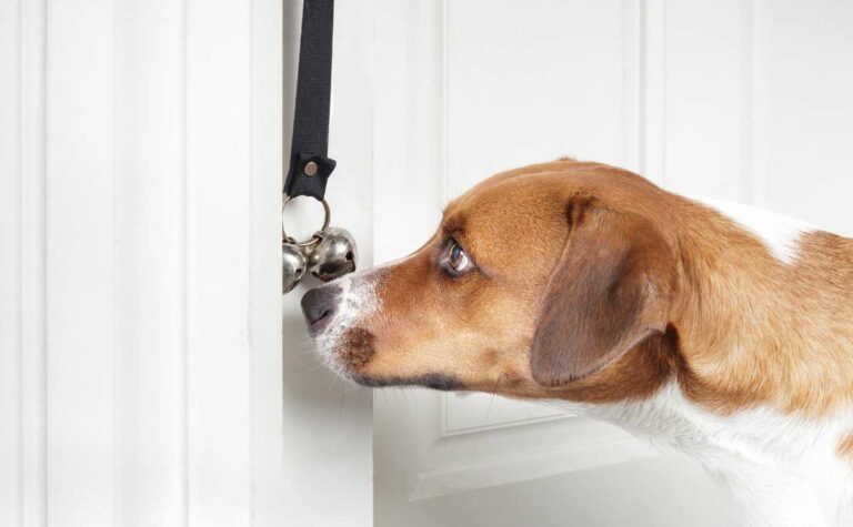 Bell Training For Dogs: The Communication Trick Every Owner Should Try