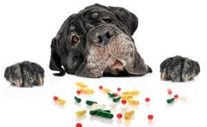 13 Best Dog Vitamins And Supplements For Enhanced Health - Canine Journal