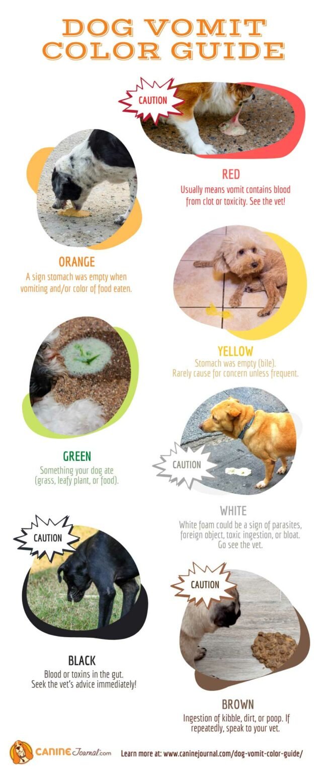 Dog Vomit Color Guide: What Does Your Dog's Vomit Says About Their Health?