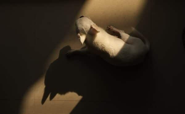 Is Your Dog Seeing Things You Can’t at Night? Human vs. Canine Night Vision