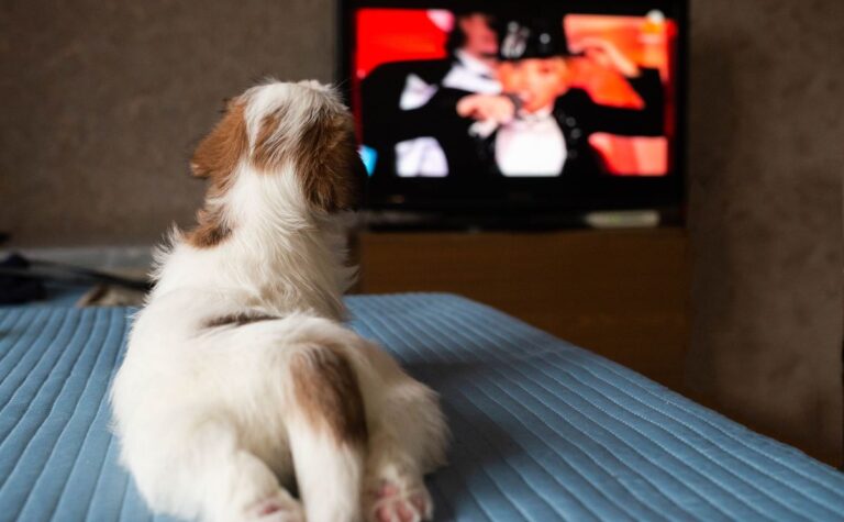 Entertaining Your Pup When You're Away: Does TV Or Music Help? - Canine ...
