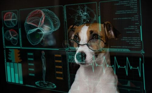 Laser Therapy for Dogs Explained: Drug-Free Pain Relief for Dogs