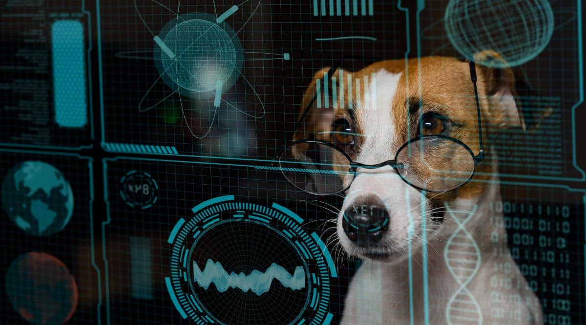 Dogs In the Future: What Will They Look Like According To Artificial Intelligence & Experts ...