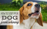 How To Stop Your Dog From Whining & Reasons They Do It - Canine Journal