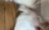 Cryptorchidism In Dogs: Causes, Symptoms, Diagnosis & Treatment