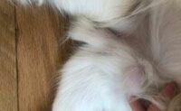 Cryptorchidism In Dogs: Causes, Symptoms, Diagnosis & Treatment