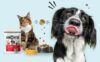 Dinovite Reviews: Dog Supplements For Allergies, Gut Problems & More
