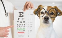 What Do Dogs See? Understanding Dog Vision vs Human Vision - Canine Journal