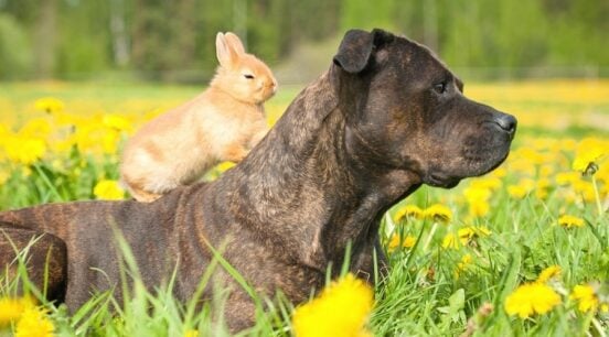 My Dog Ate Rabbit Poop! Here’s What A Veterinarian Says To Do - Canine ...