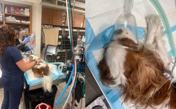 Anal Glands In Dogs: Symptoms, Treatment & Our Personal Experience