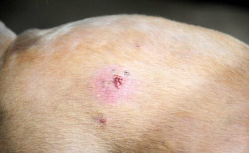 Dog Skin Cancer: 4 Common Types, Causes, Signs, Treatment & More