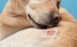 Dog Skin Infections: How To Spot The Signs & When To Seek Treatment