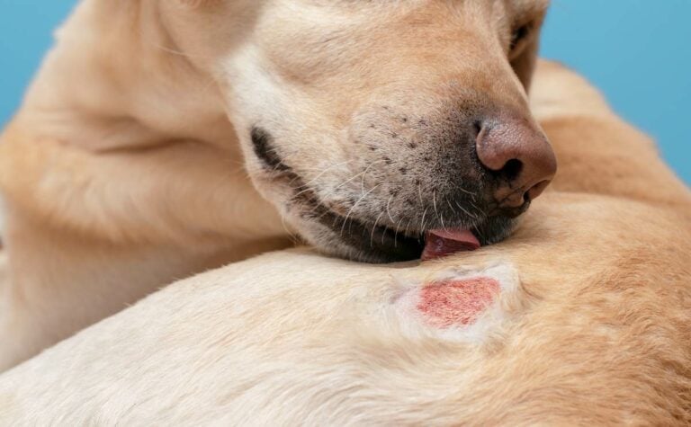 Dog Skin Infections: How To Spot The Signs & When To Seek Treatment
