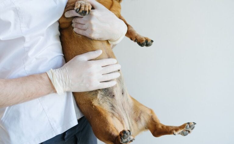 Dog Lice Are More Common Than You Think - Here’s How To Spot & Stop Them