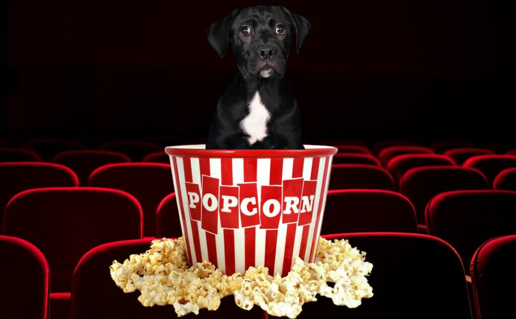 Can Dogs Eat Popcorn? A Crunchy Treat Or A Risky Snack? - Canine Journal