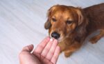 Why Thiamine Might Be The Most Overlooked Nutrient In Your Dog’s Food