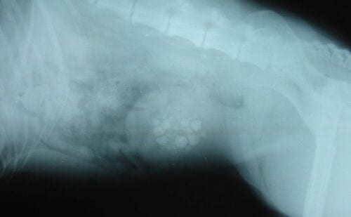 Bladder Stones In Dogs: Causes, Symptoms, Treatment & More - Canine Journal