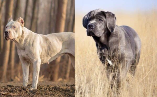 Dogo Argentino vs Cane Corso: Breed Differences & Similarities - Canine ...