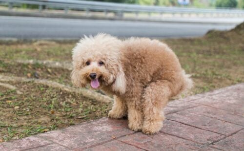 Dog Poop Color Guide: What Each Color Means & When to Call the Vet ...
