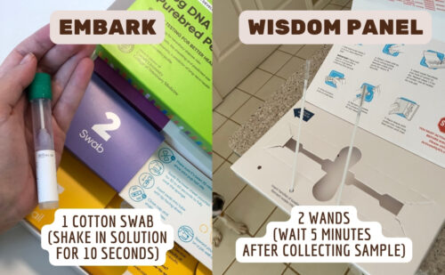 Embark DNA vs Wisdom Panel Health: Our Firsthand Experience Winner