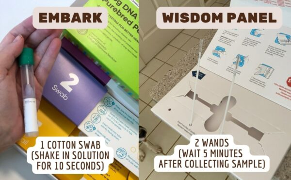 Embark DNA vs Wisdom Panel Health: Our Firsthand Experience Winner